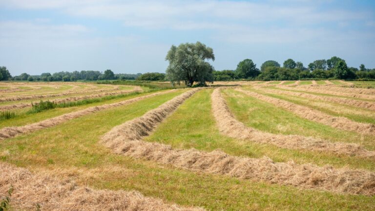 Hay Rakes | Efficient And Reliable Wheel Rakes | Norden Mfg